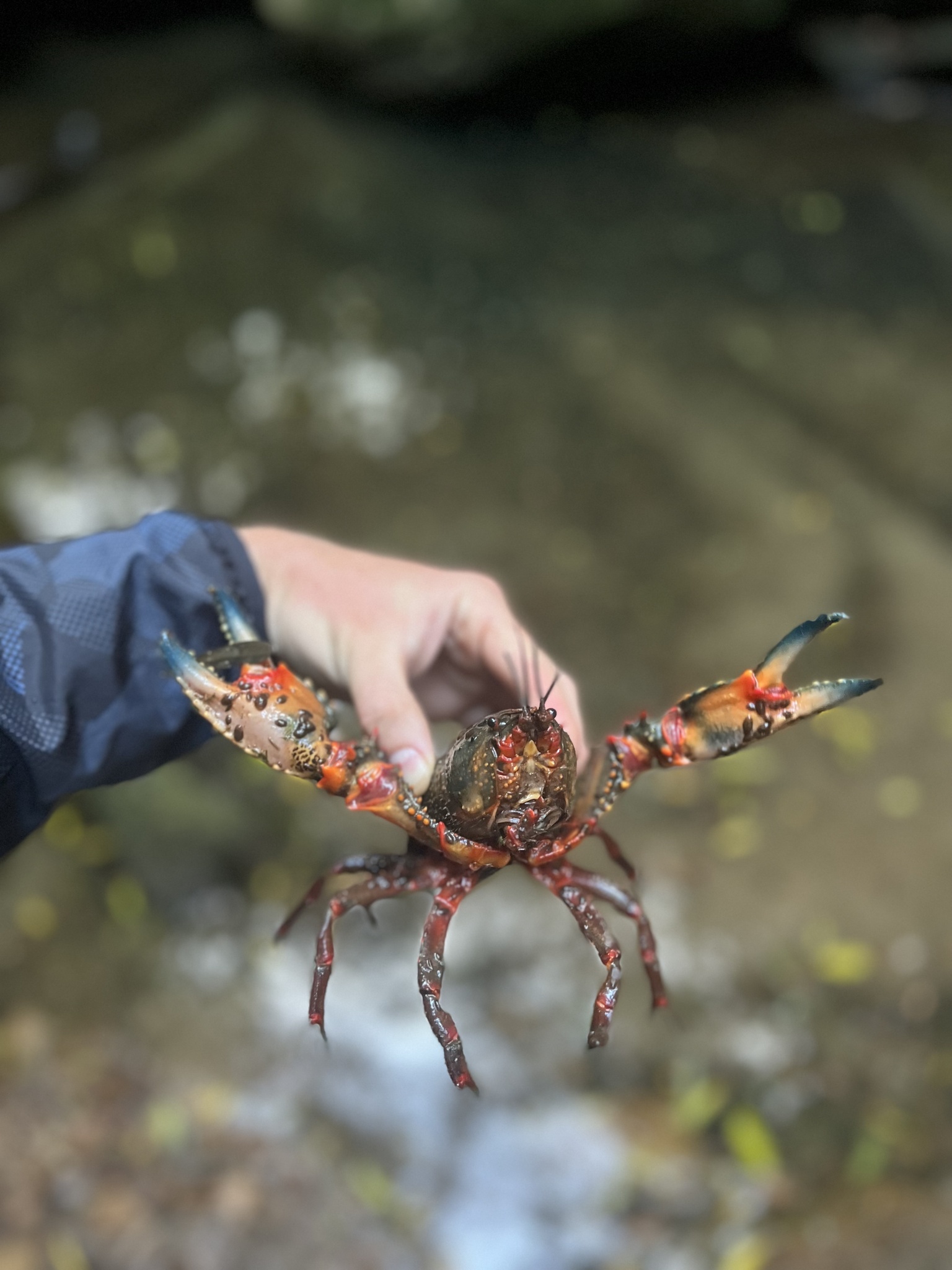 Euastacus spinifer (Heller, 1865)