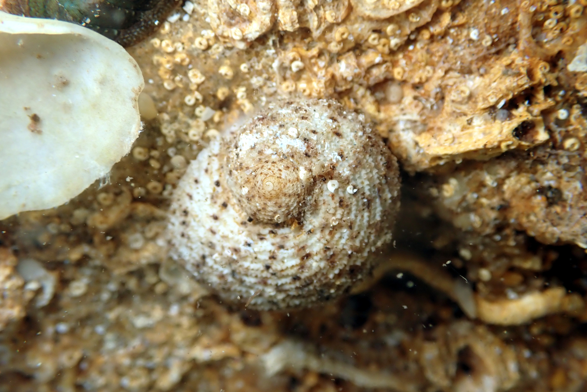 Granata imbricata (Lamarck, 1816)