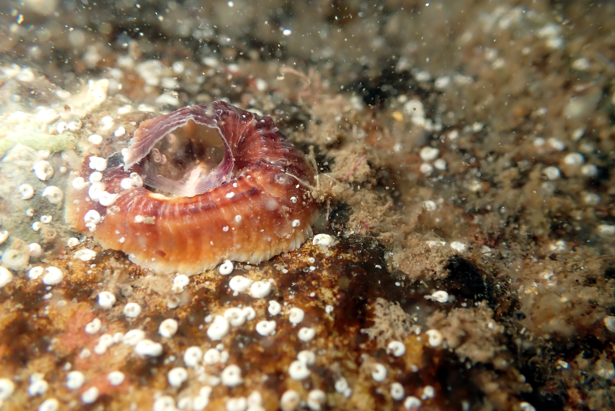 Thylacodes Guettard, 1770