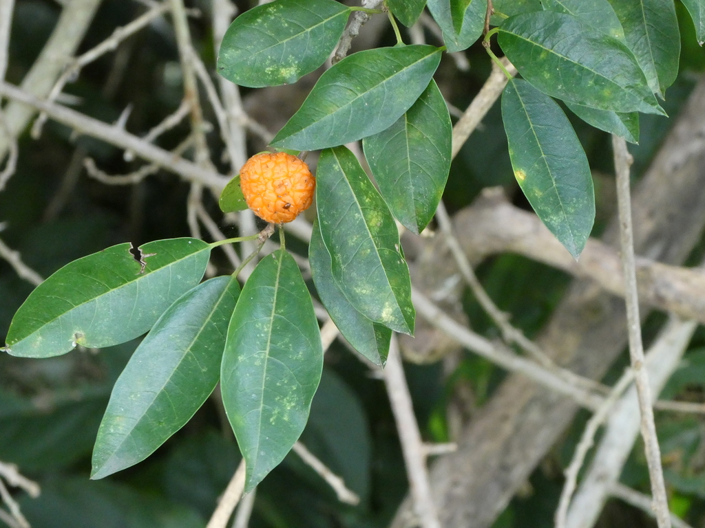 Cockspur Thorn in January 2023 by Sylvia Felicity Ann Haworth · iNaturalist