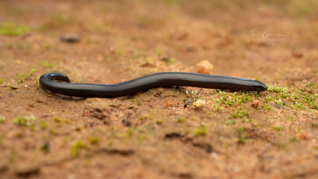 Loveridge’s limbless skink from Nyika National Park, Rumphi, MW on ...