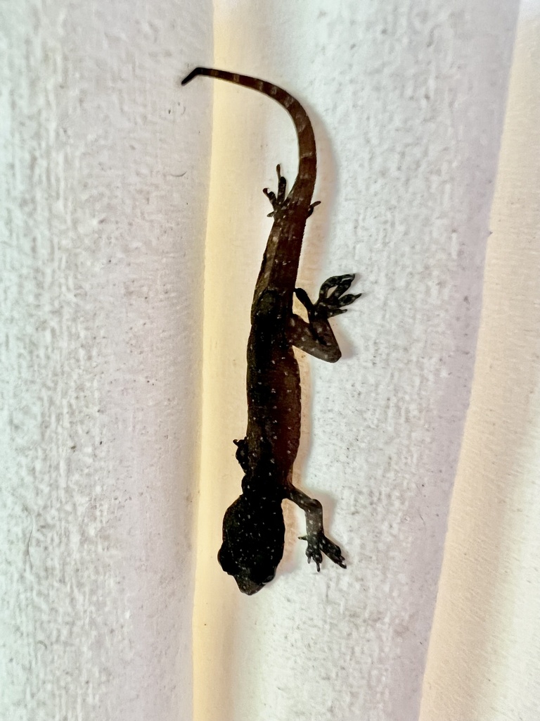 Indo-Pacific House Gecko from Wheatley St, Bellingen, NSW, AU on June 3 ...