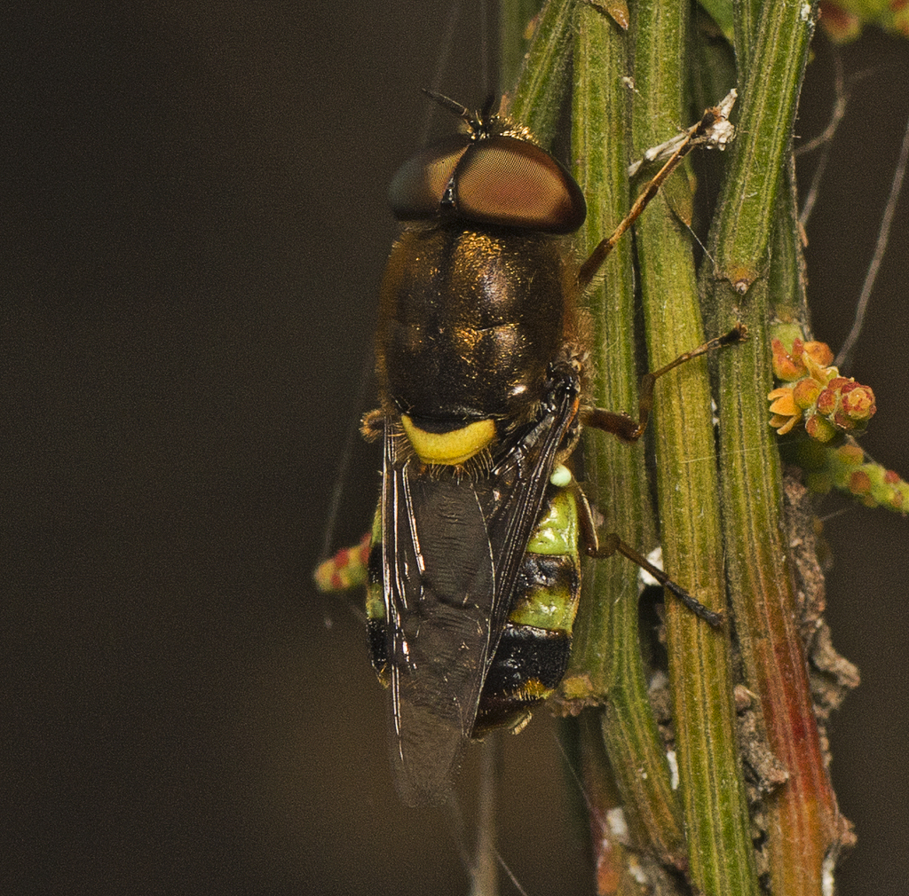 Odontomyia hunteri from Majura, ACT 2609, Australia on January 24, 2023 ...