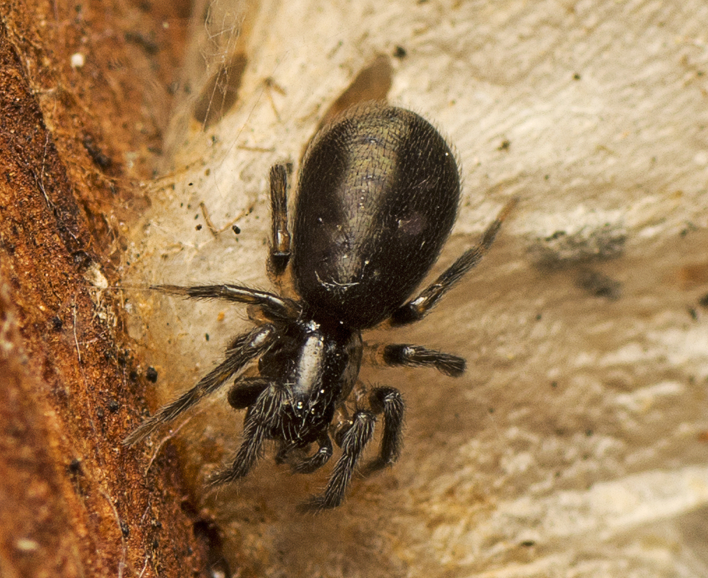 Intertidal Spiders from Majura, ACT 2609, Australia on January 24, 2023 ...