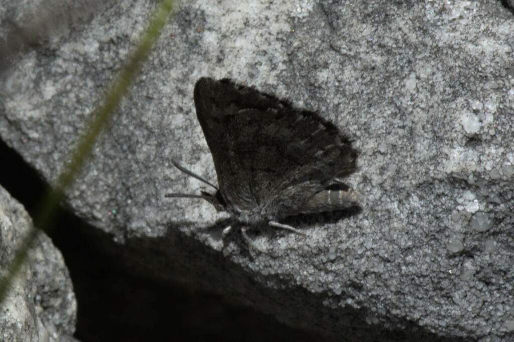 Holmes's skolly from Bobbejaans River Trail, Limietberg Nature Reserve ...