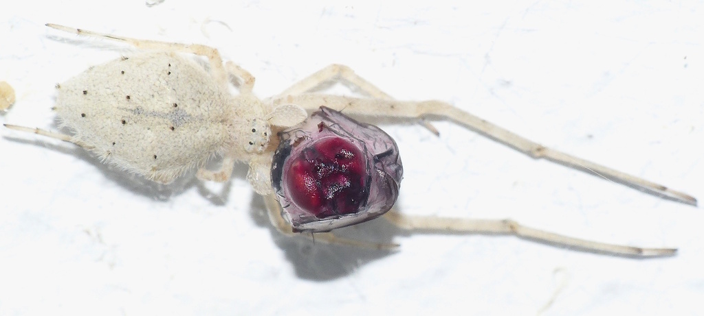 Walckenaer's Feather-legged Spider from Groenkop, De Vlugt, Uniondale ...
