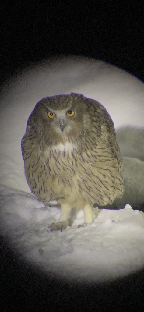 Blakiston's Fish-Owl in January 2023 by rangerdanmark · iNaturalist