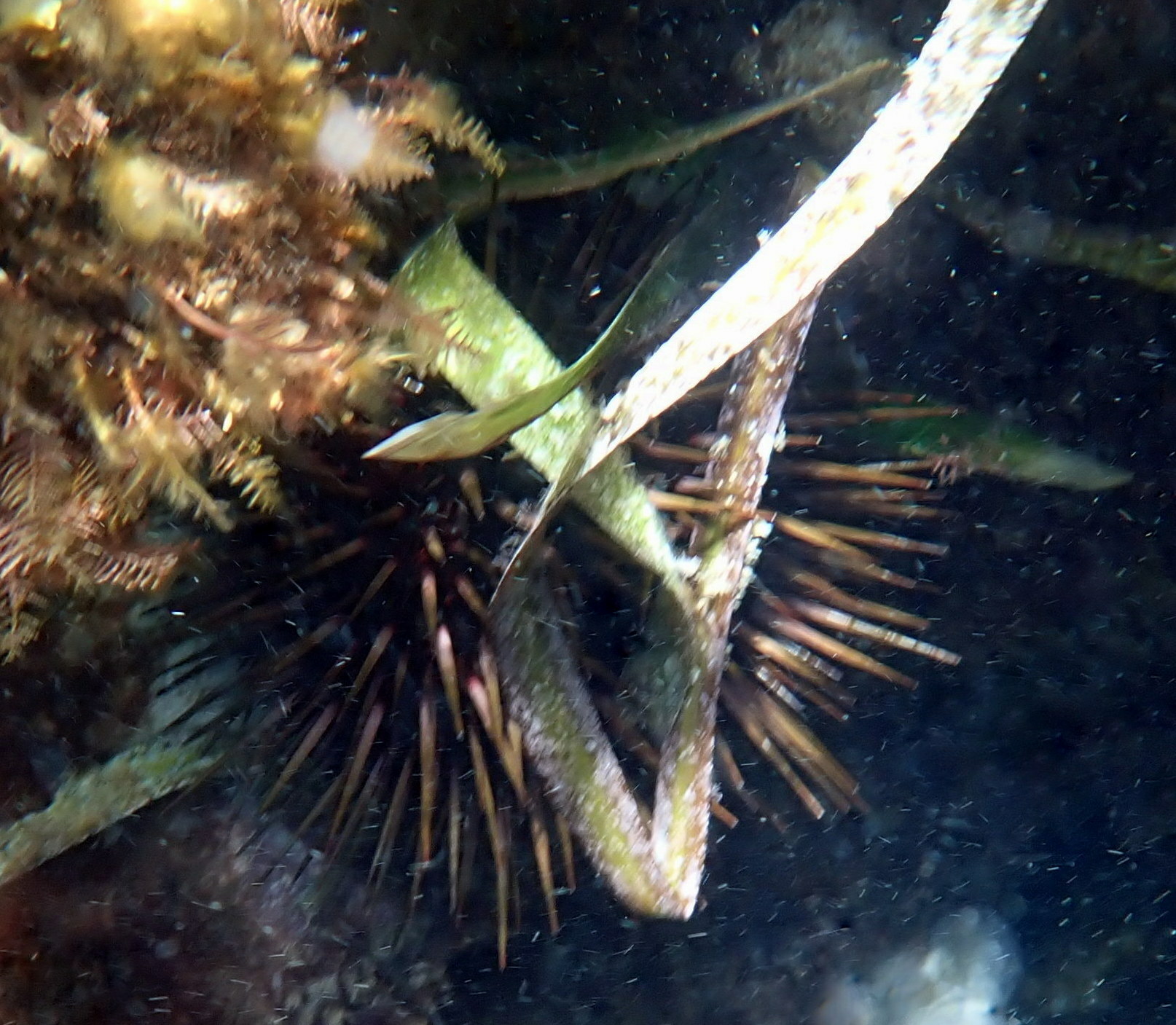 Heliocidaris erythrogramma (Valenciennes, 1846)