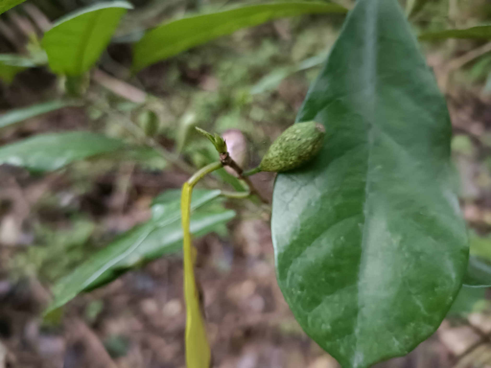 Ficus formosana Maxim.
