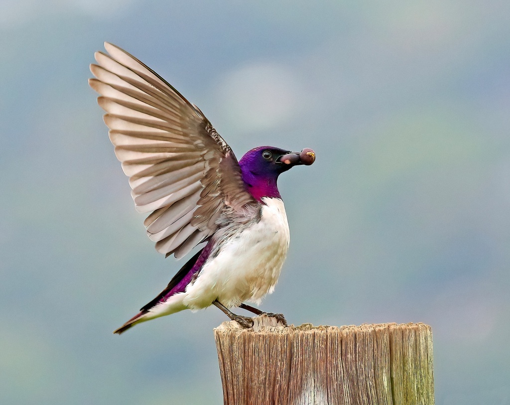 Violet-backed Starling from Forest Hill, Kloof, 3610, South Africa on ...