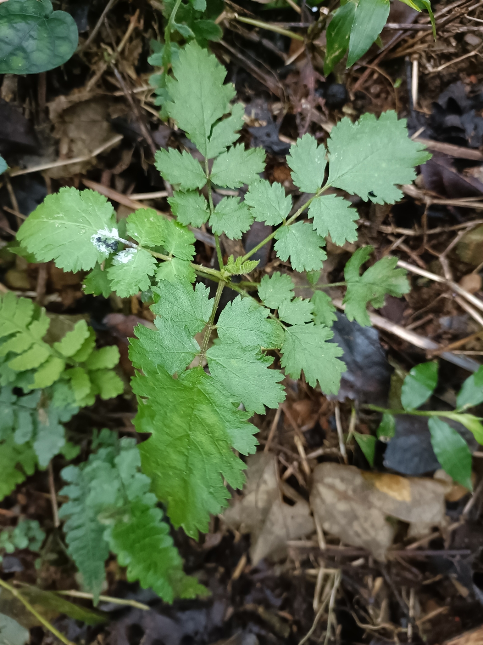 Rubus rosifolius Sm.