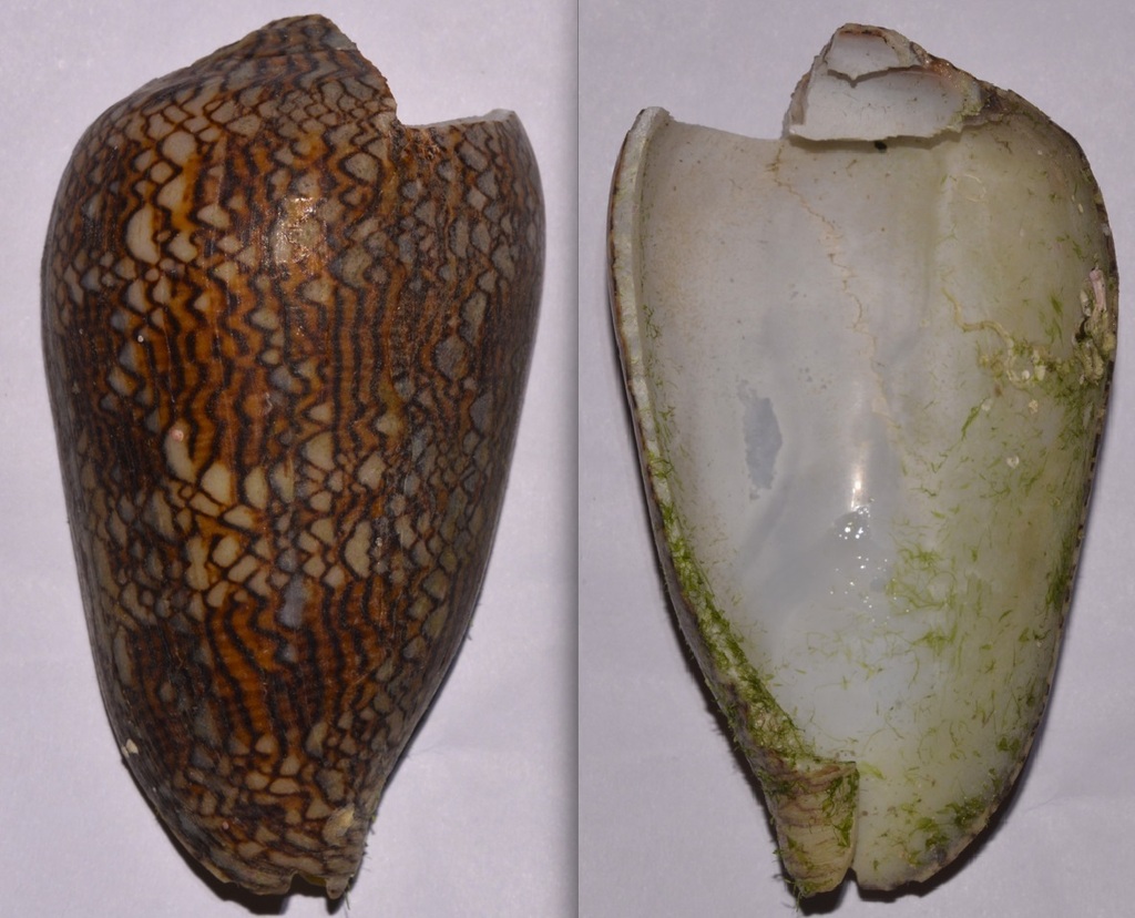 Textile Cone from Sandy Beach NSW 2456, Australia on January 24, 2023 ...