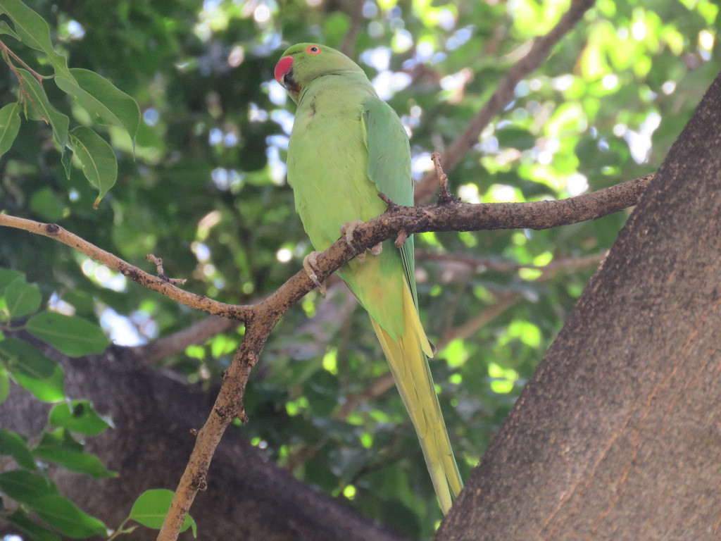 Rose-ringed Parakeet from Honolulu, HI, USA on September 17, 2022 at 11 ...