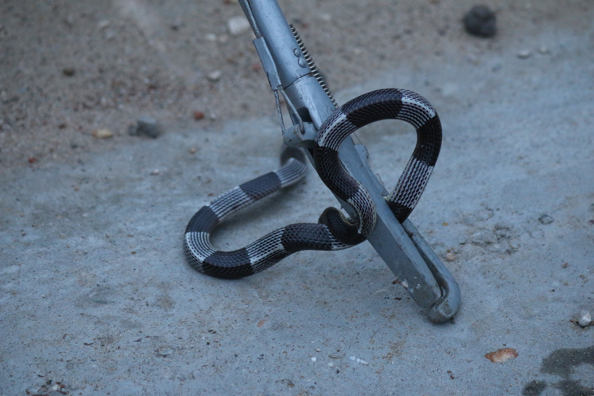 Bungarus magnimaculatus Wall & Evans, 1901