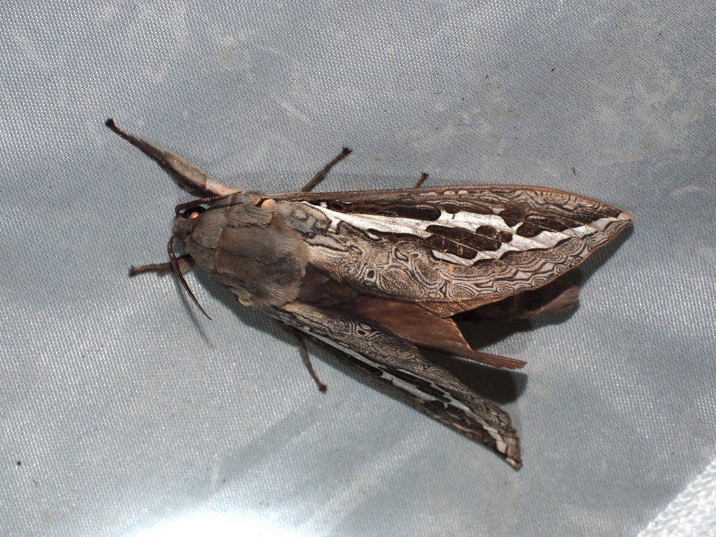 McQuillan's Ghost Moth from Marrawah TAS 7330, Australia on January 22 ...