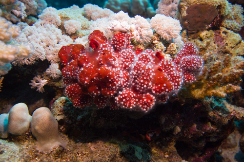 Mycale tenuispiculata · iNaturalist