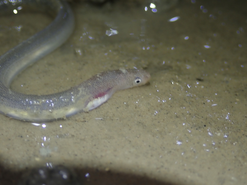 Rice-paddy Eel in January 2023 by sai_yeung_choi · iNaturalist