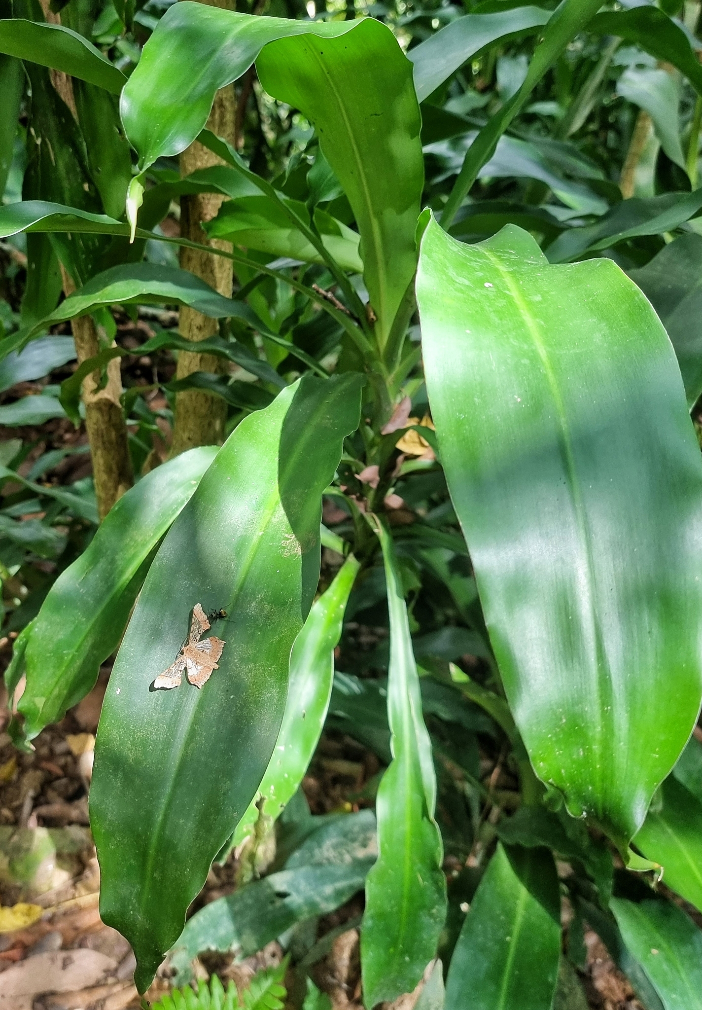 Krananda semihyalina Moore, 1868