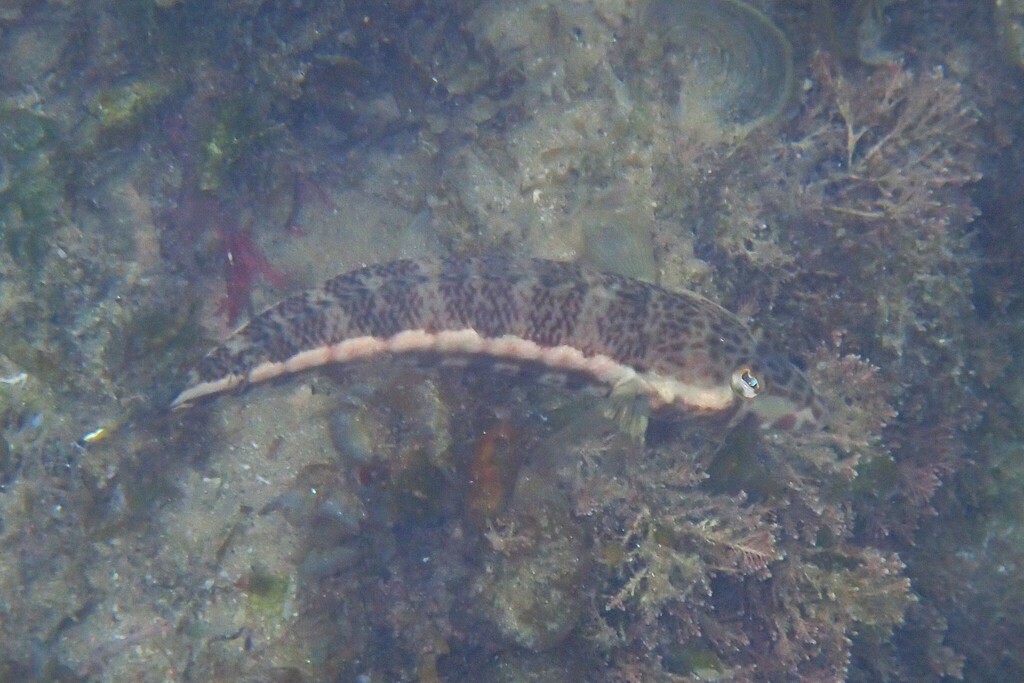 Whitestreak Grubfish from Sandy Beach NSW 2456, Australia on January 24 ...