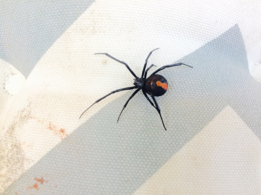 Redback Spider from Gardenia Gardens, Helena Valley, WA, AU on November ...