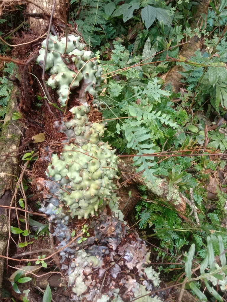 Lecanopteris deparioides from Cihamerang, Kec. Kabandungan, Kabupaten ...