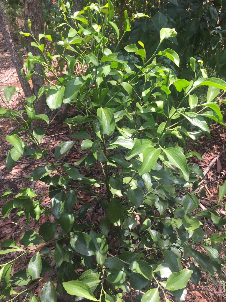 Broad Leaved Native Cherry from Gordon Cr, Withcott, QLD, AU on January ...