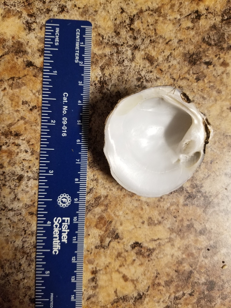 Pimpleback from Decatur, AL 35601, USA on January 23, 2023 at 04:31 PM ...