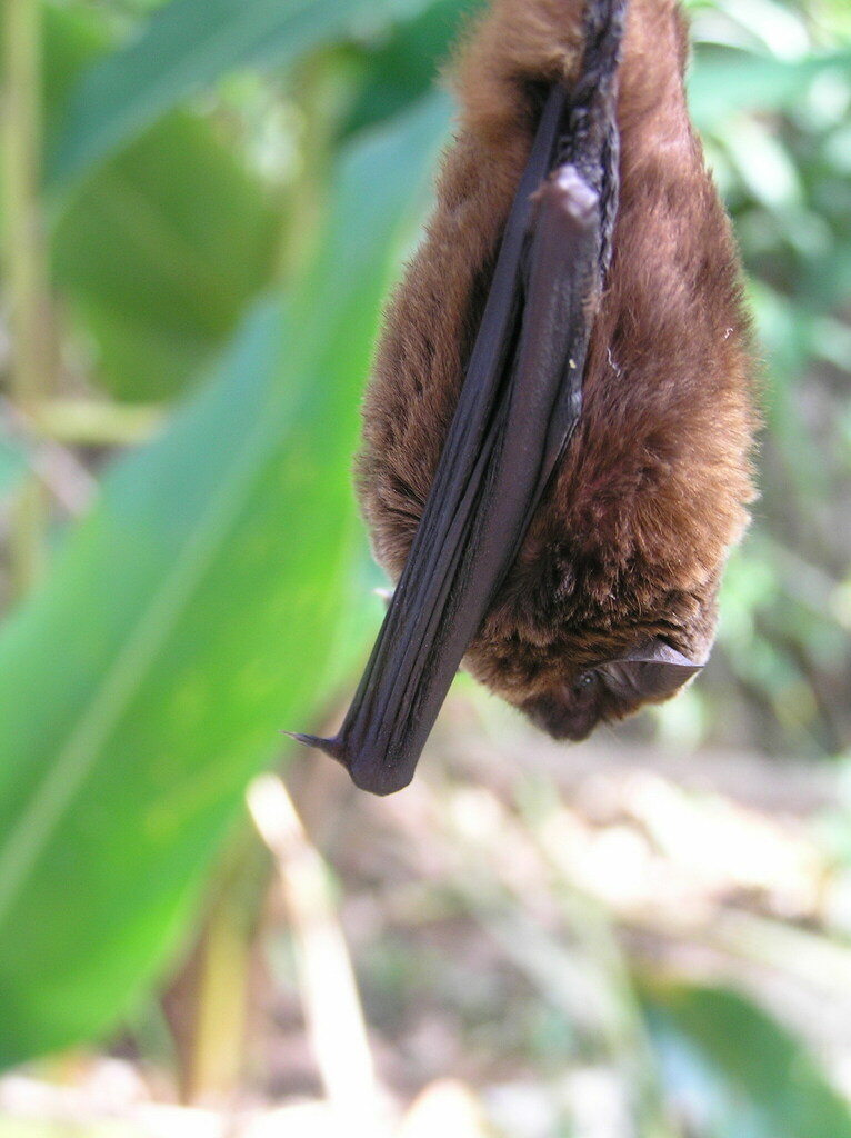 Eastern Bent-winged Bat in November 2007 by 紫狸子 · iNaturalist