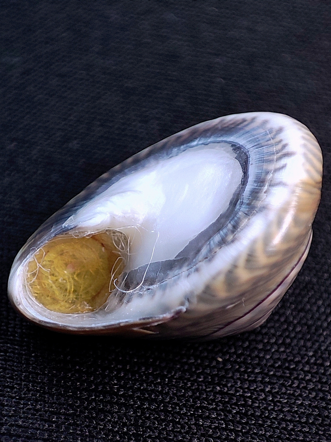 Umbonium thomasi (Crosse, 1863)