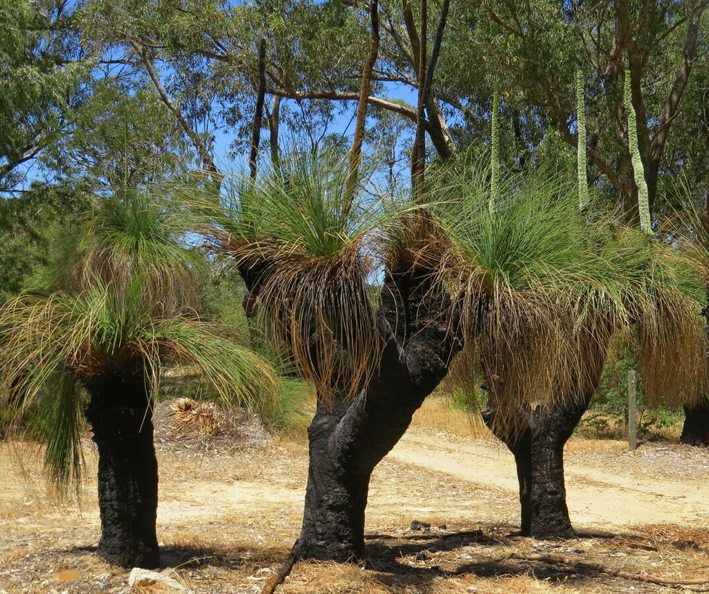 Balga from Yanchep WA 6035, Australia on November 9, 2013 at 11:04 AM ...