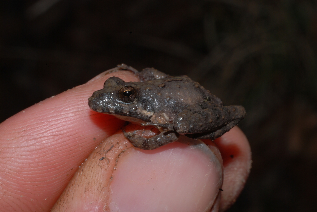Northern Cricket Frog In February 2011 By Eric N Rittmeyer INaturalist northern-cricket-frog-in-february-2011-by-eric-n-rittmeyer-inaturalist