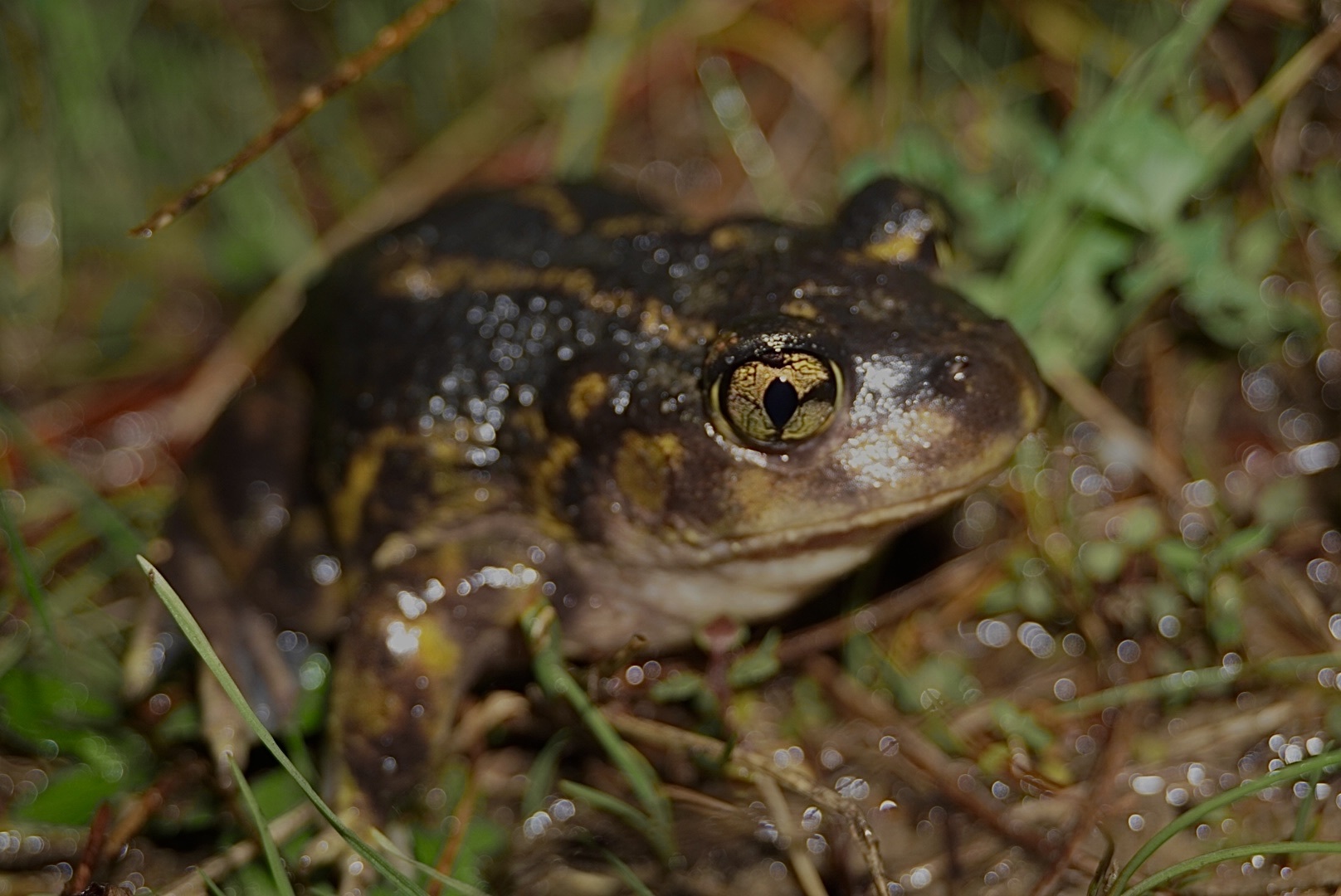 Scaphiopus holbrookii (Harlan, 1835)