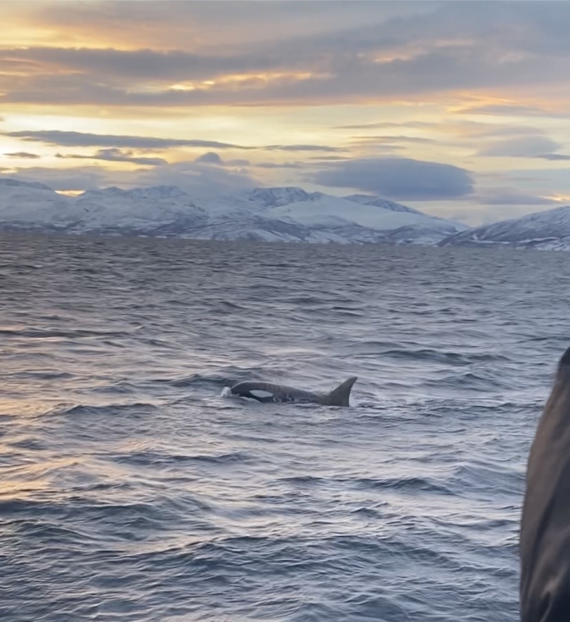 Orcinus orca (Linnaeus, 1758)