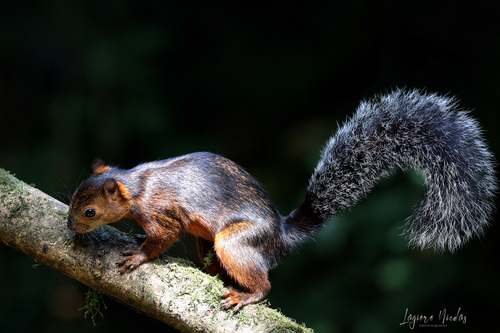 Costa Rica Squirrel (Subspecies Sciurus variegatoides thomasi ...