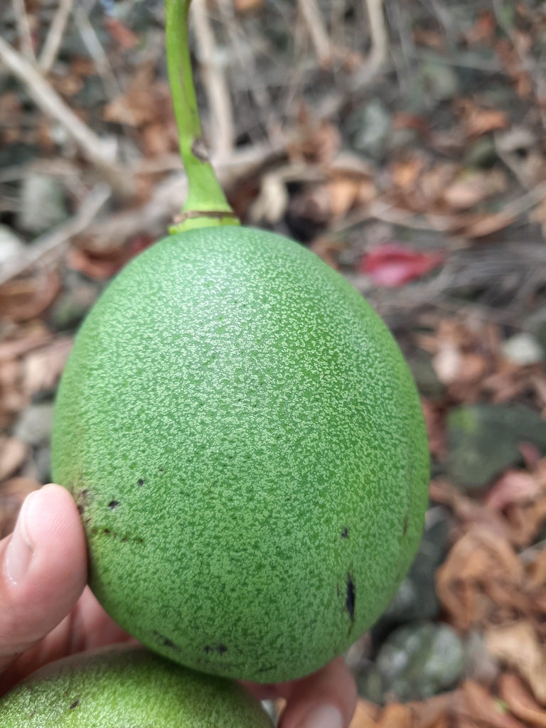 black calabash from Tela, Honduras, Punta Sal on January 14, 2023 at 12 ...