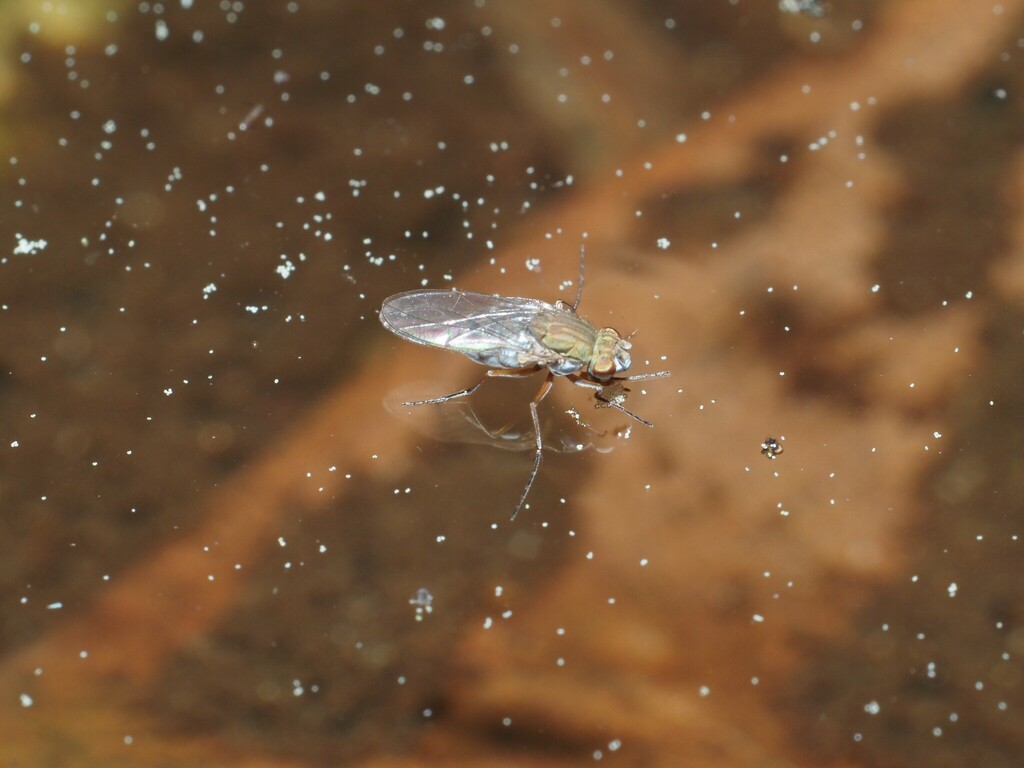 Brachydeutera in January 2023 by 吕天朗 · iNaturalist