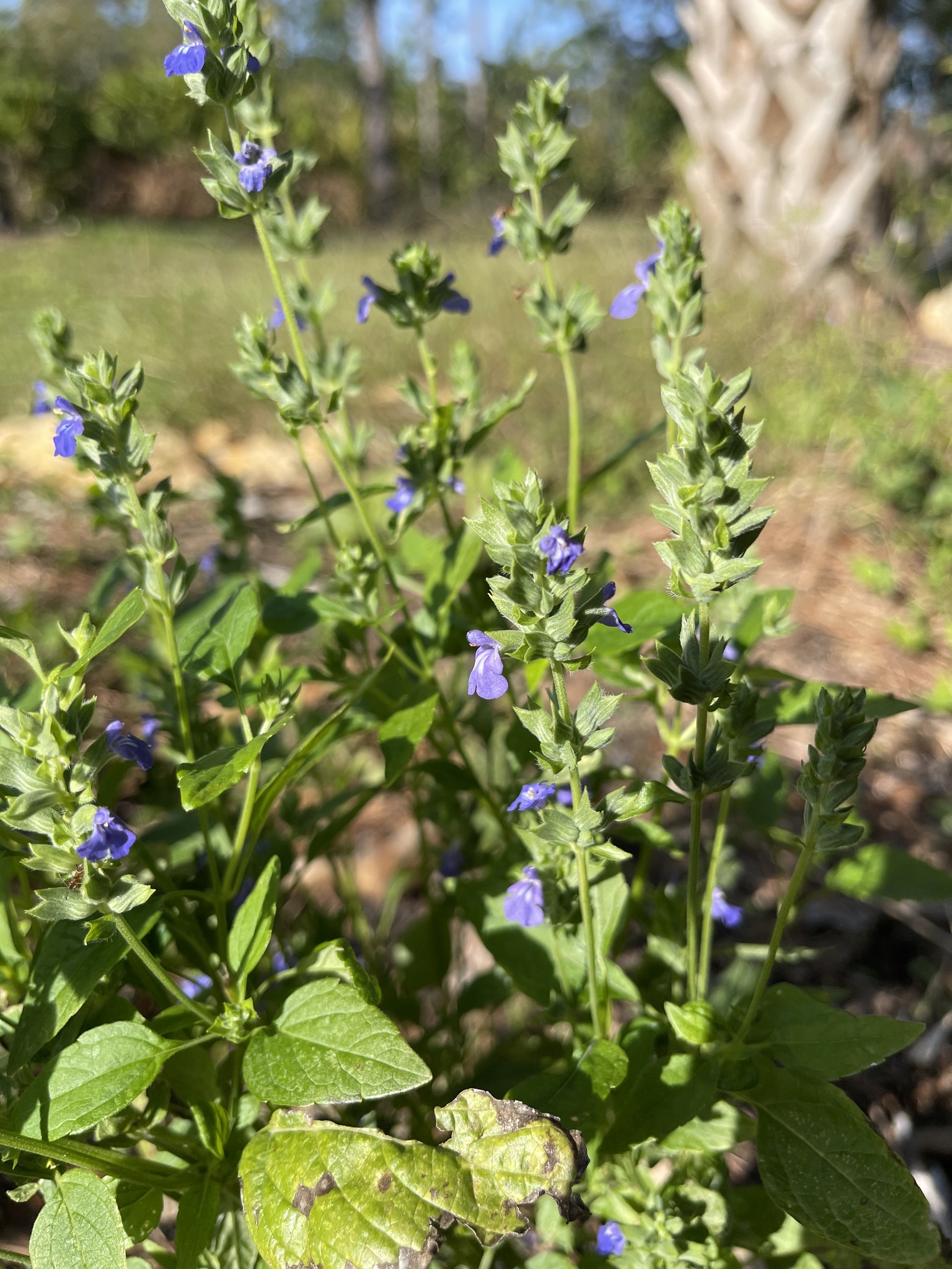 Salvia hispanica L.