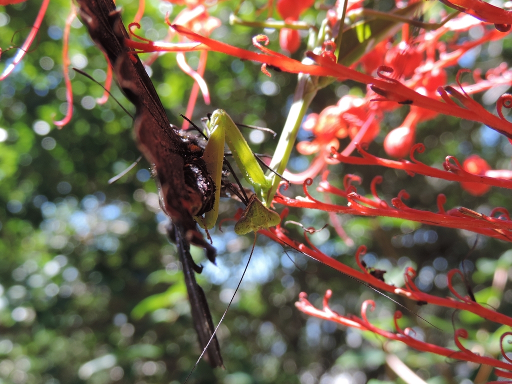 Argentine White-crested Mantis from Brasil on January 24, 2023 at 10:34 ...