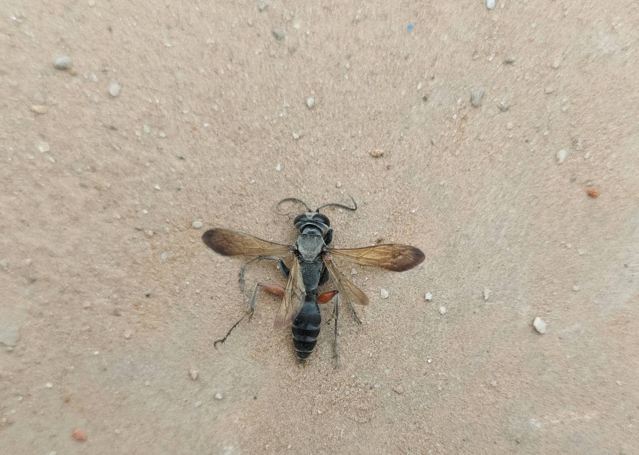 Liris subtessellatus (F.Smith, 1856)