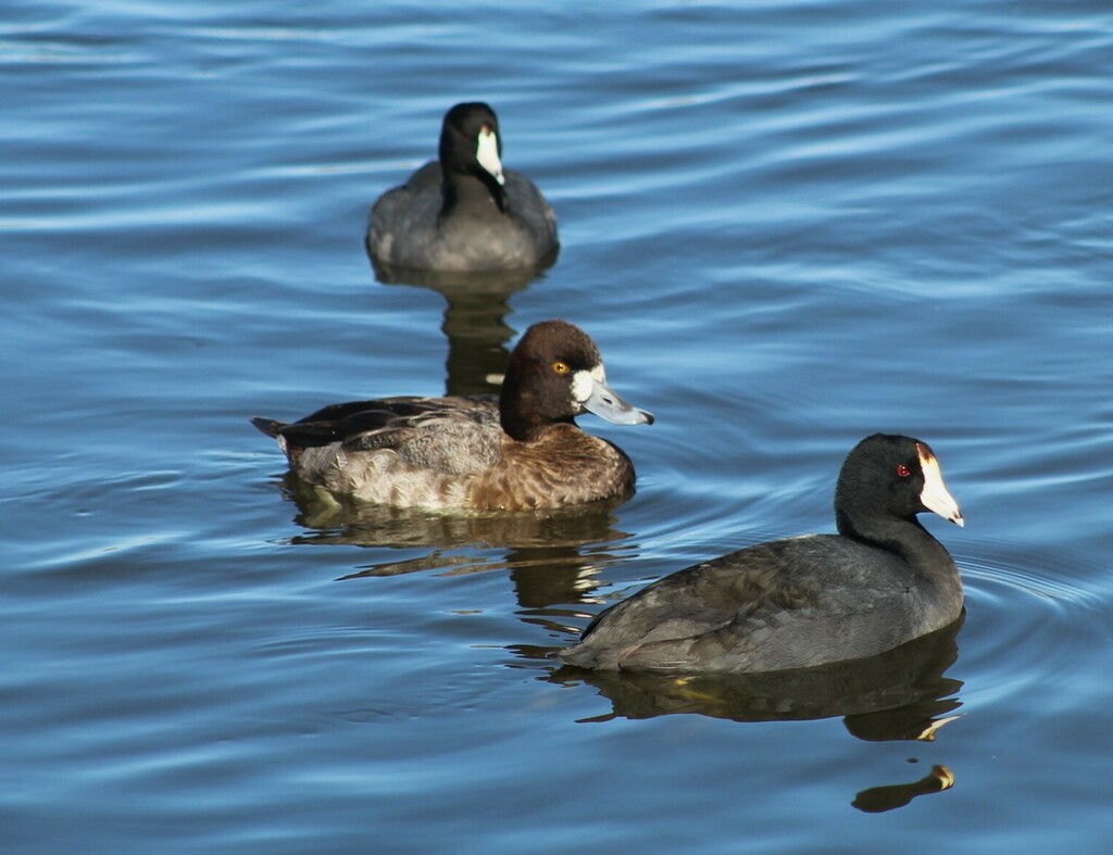 Lesser Scaup from Santee, CA, USA on January 21, 2023 at 11:31 AM by ...