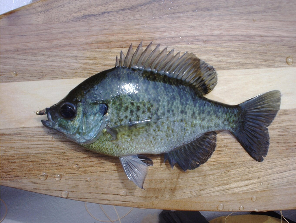 Bluegill from Talbot County, GA, USA on June 6, 2004 at 10:38 AM by ...
