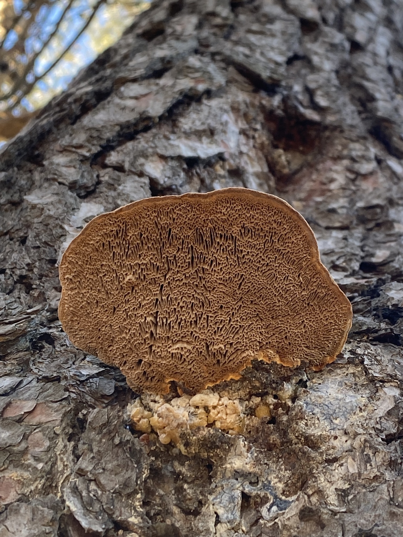 Porodaedalea pini (Brot.) Murrill