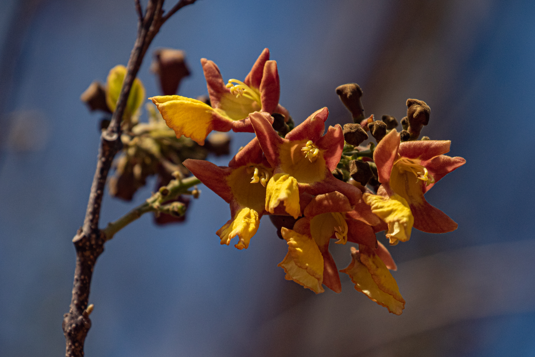 Gmelina arborea Roxb. ex Sm.
