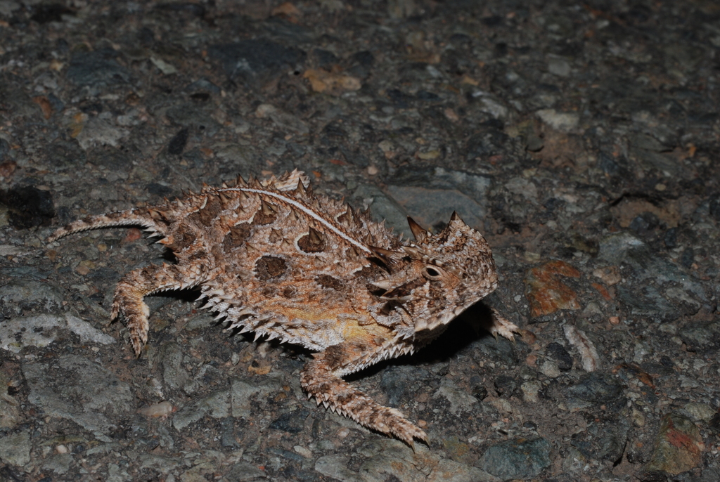 Texas Horned Lizard in July 2010 by Eric N. Rittmeyer · iNaturalist