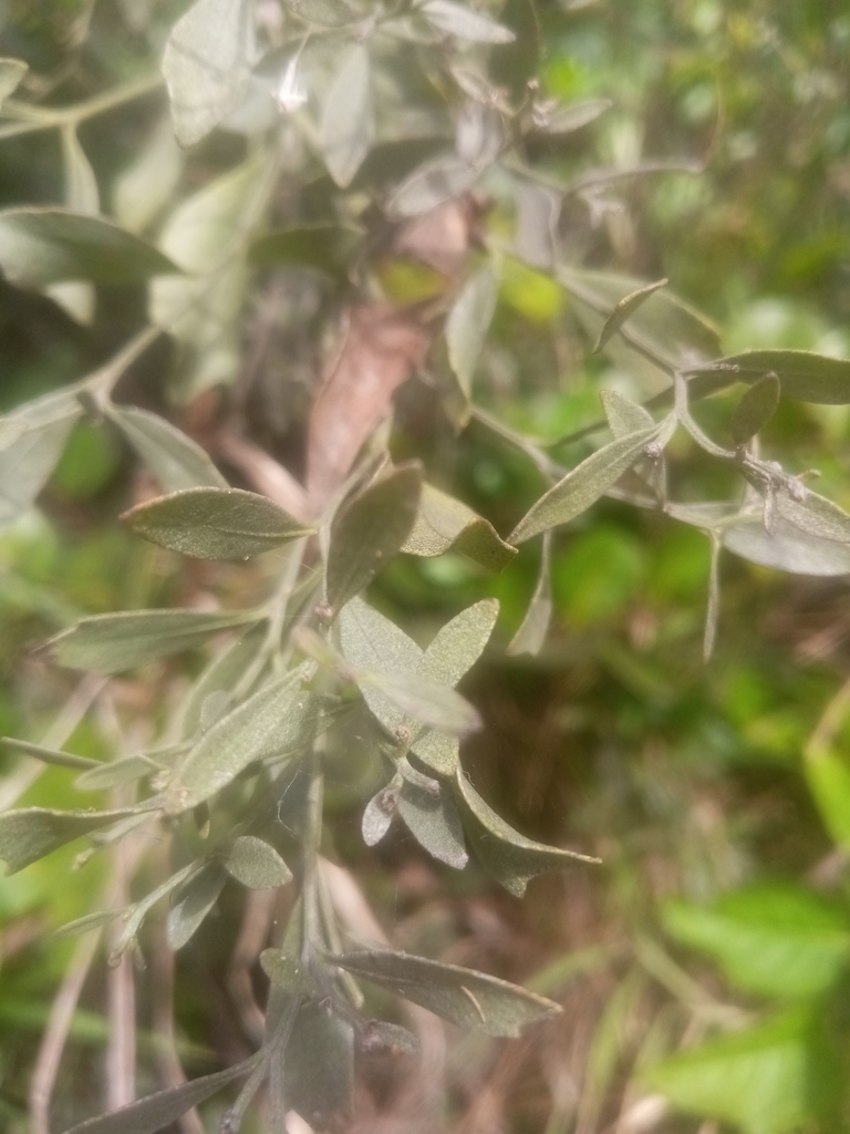 Baccharis halimifolia desde Riviera Beach, FL 33407, USA el 24 de enero ...