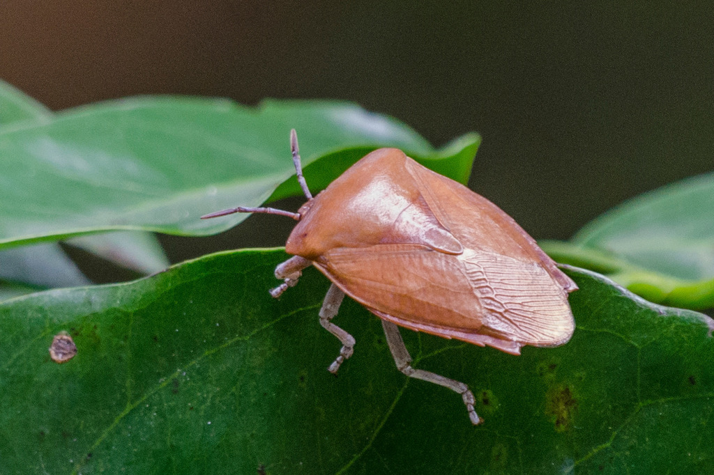Lychee Stink Bug from Unnamed Road, Tai Lam, Hong Kong on September 22 ...