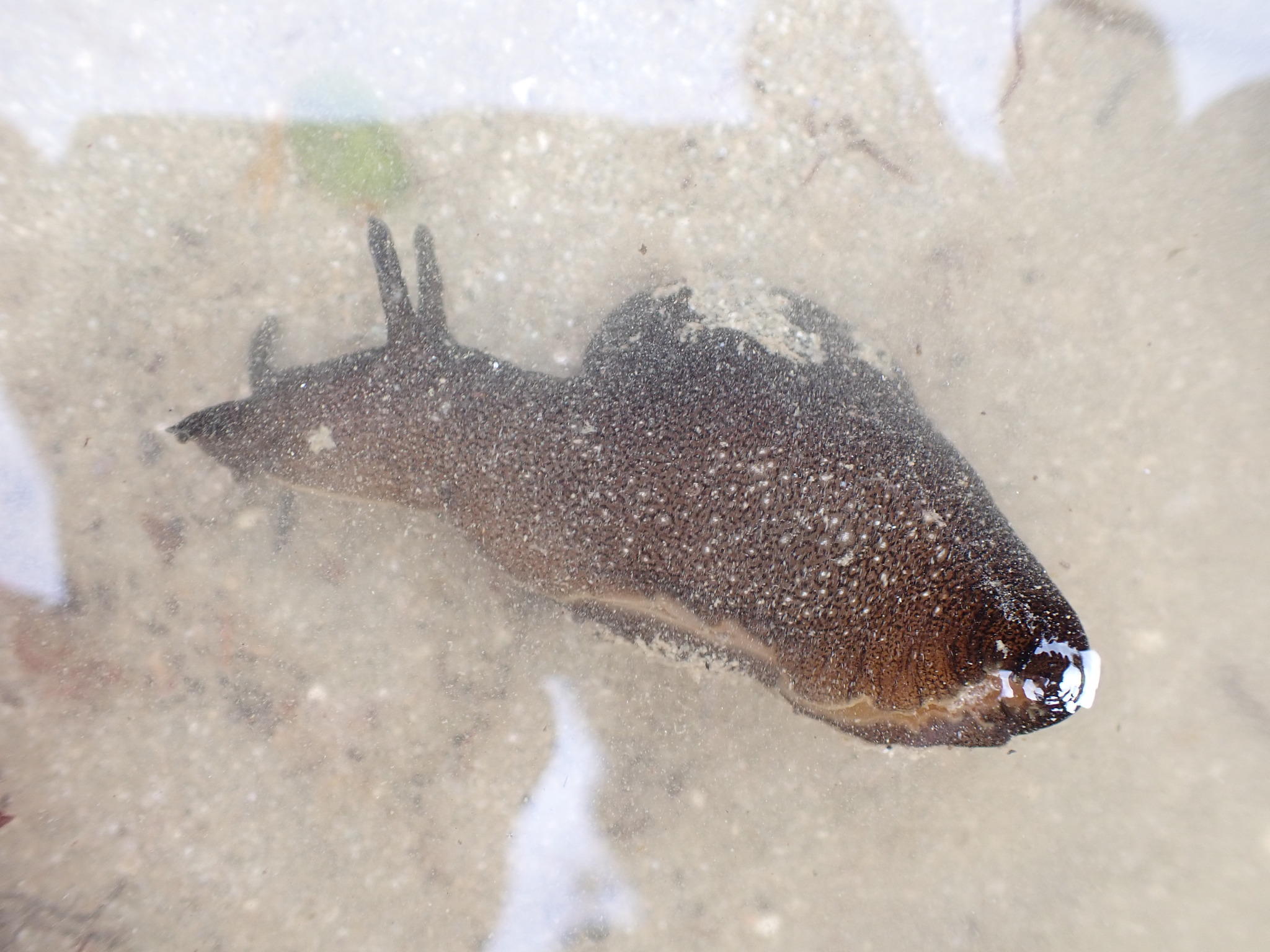 Aplysia punctata (Cuvier, 1803)