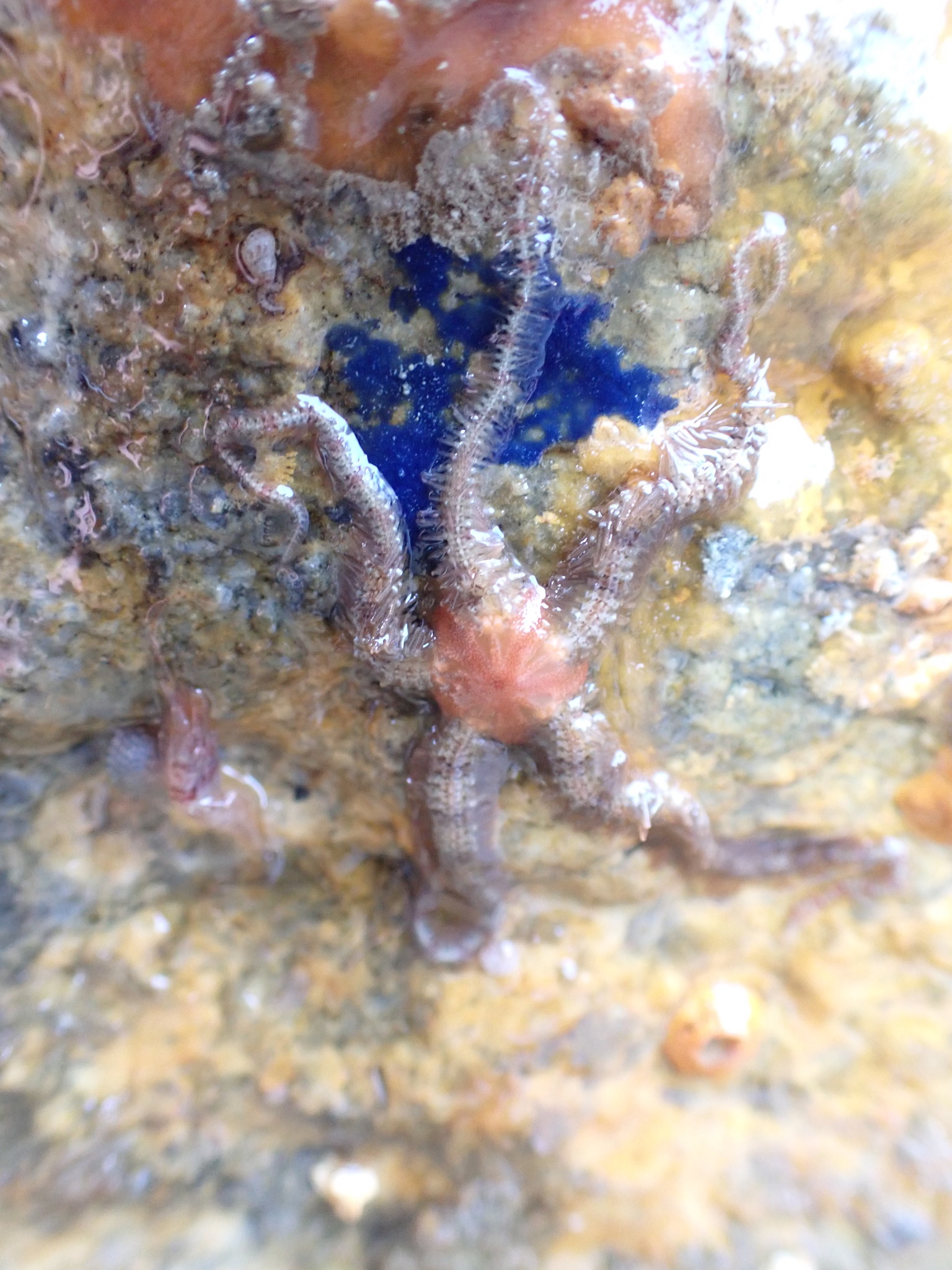 Ophiothrix fragilis (Abildgaard, 1789)