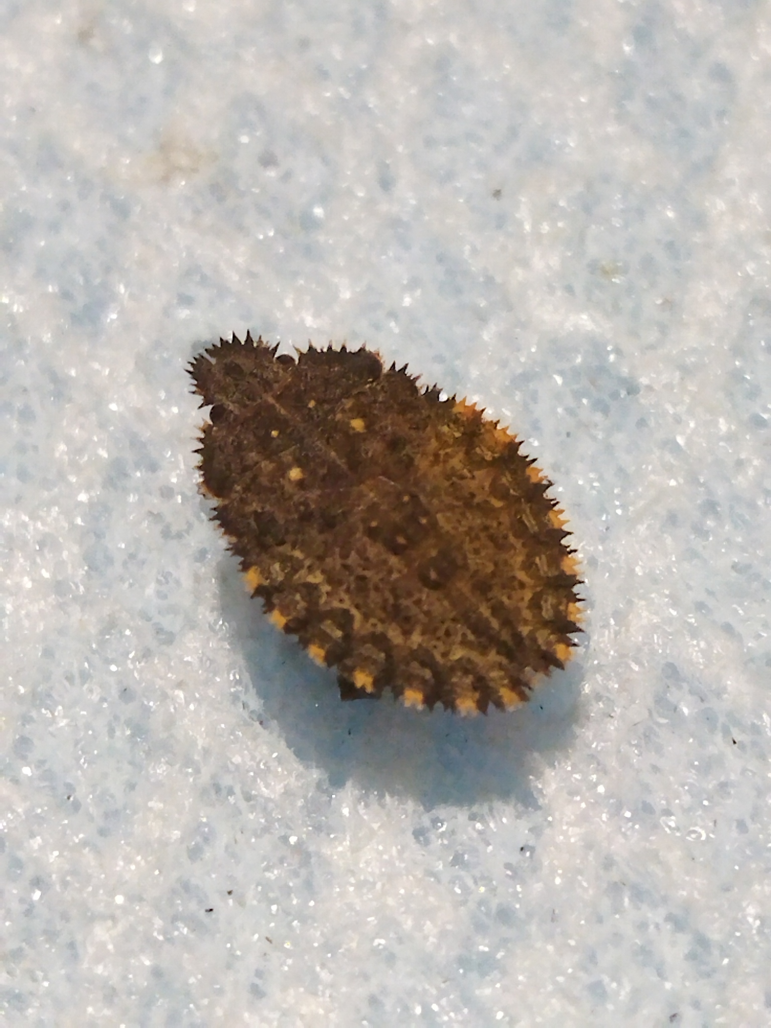 Mustha spinosula (Lefebvre, 1831)