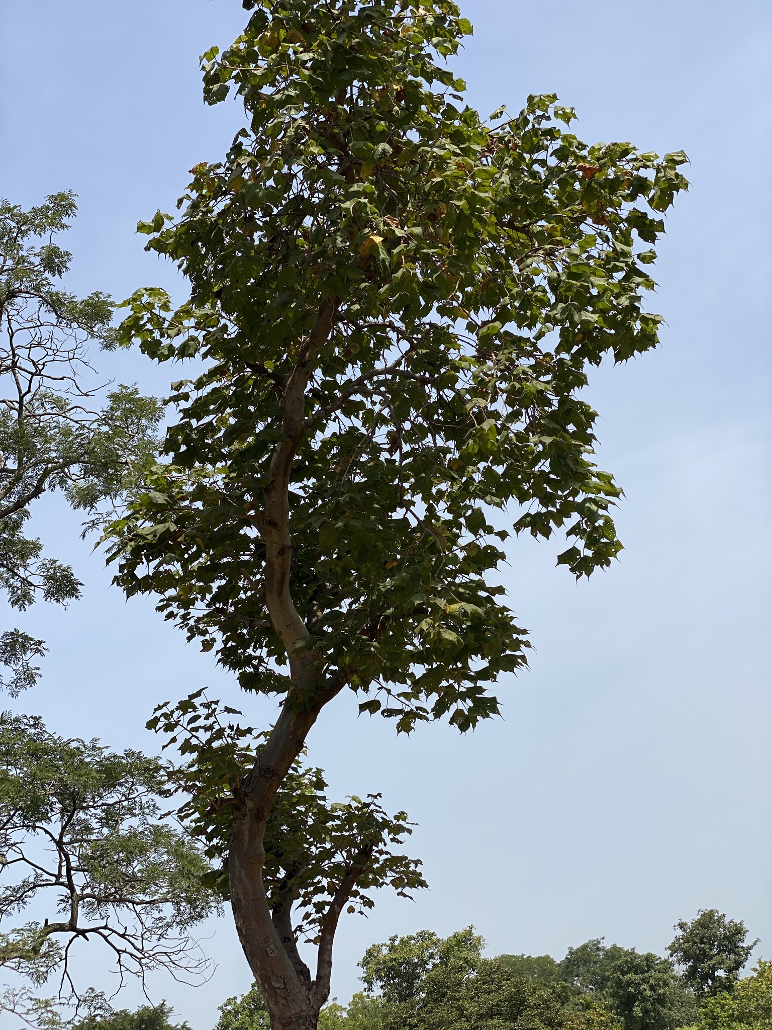Sterculia setigera Delile